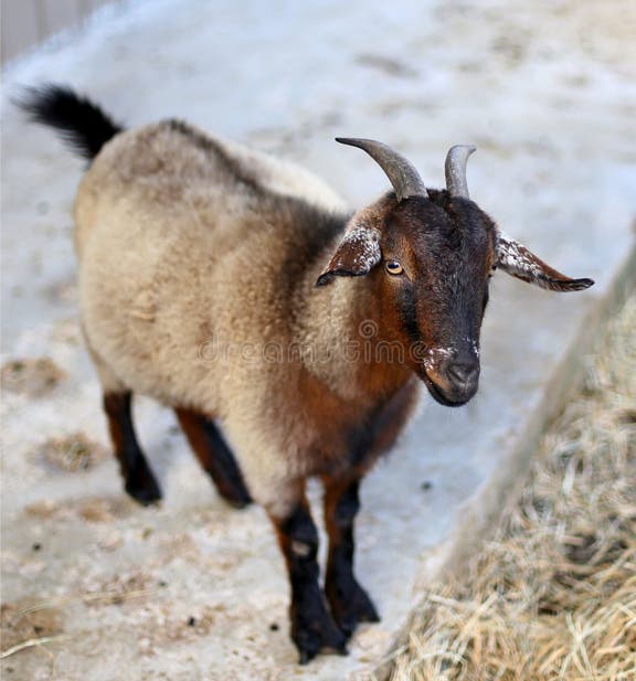 Capretta Nana Carina fotografia stock. Immagine di pigmeo - 36754150