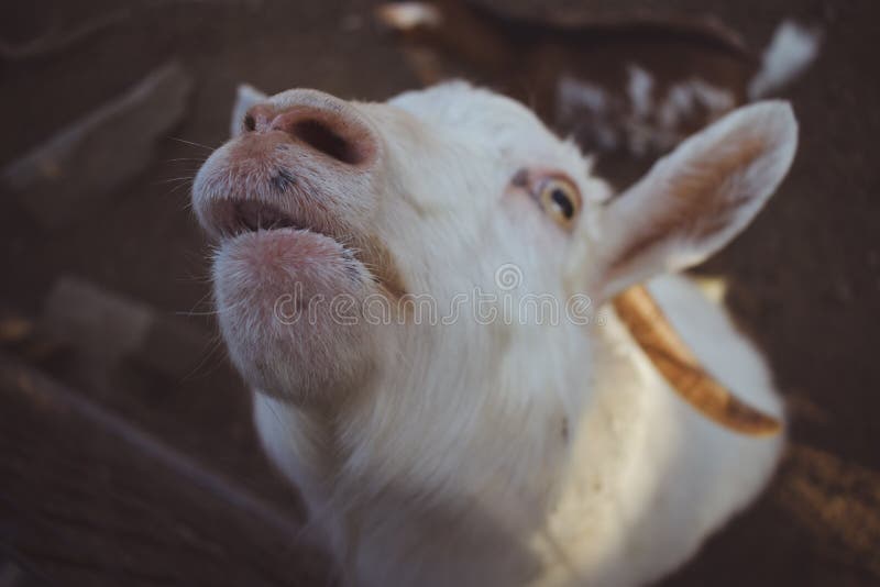 13,554 Capra Divertente Foto - Foto Stock Gratis e Royalty-Free da ...