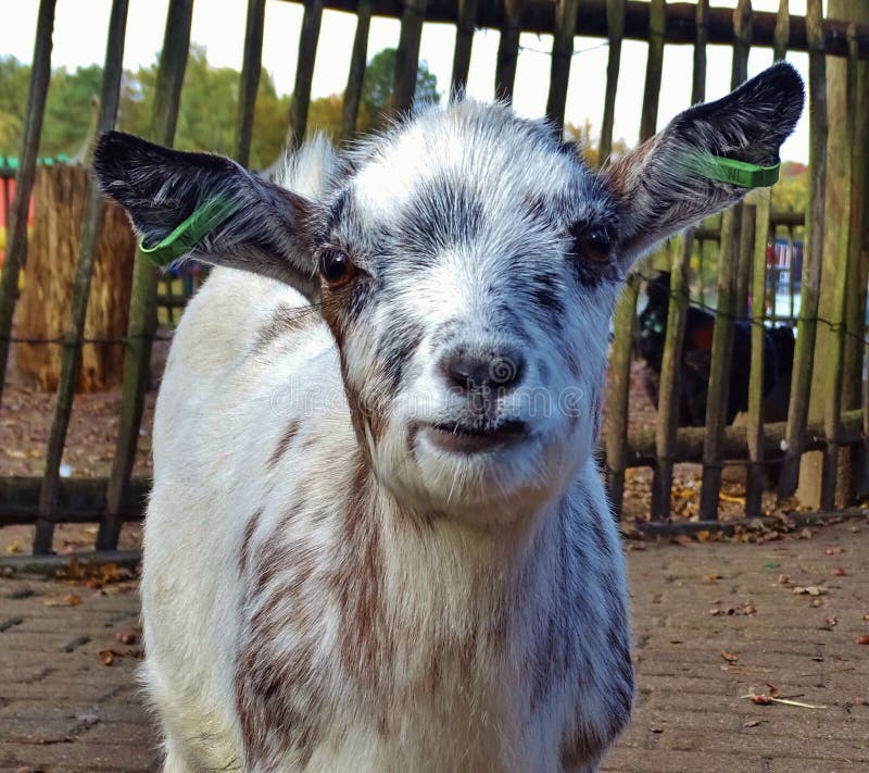 Capra con smirk immagine stock. Immagine di umore, montagna - 14193069