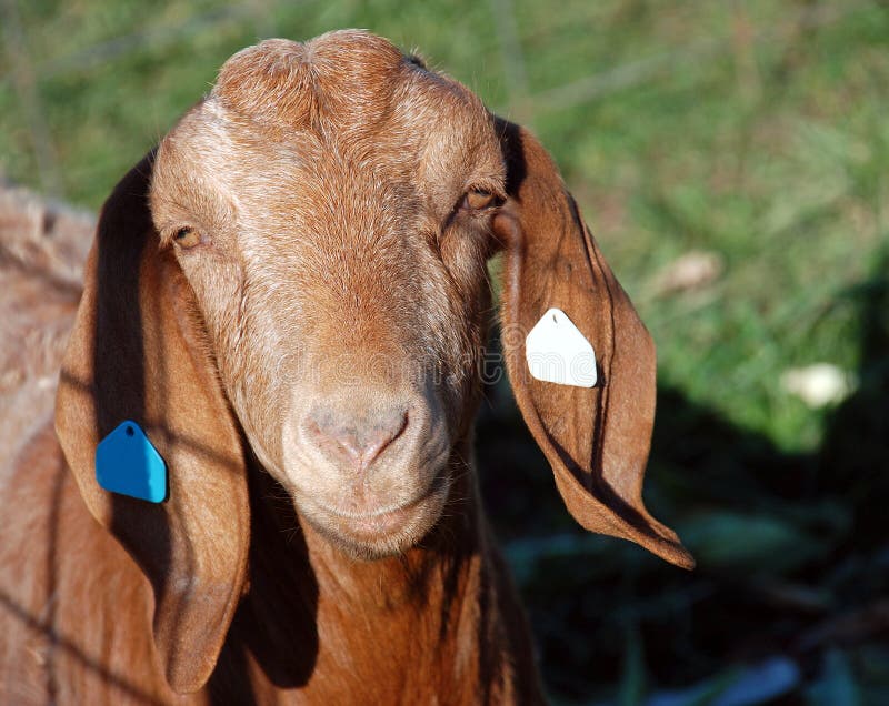 Capra fotografia stock. Immagine di occhi, animale, capre - 36743428