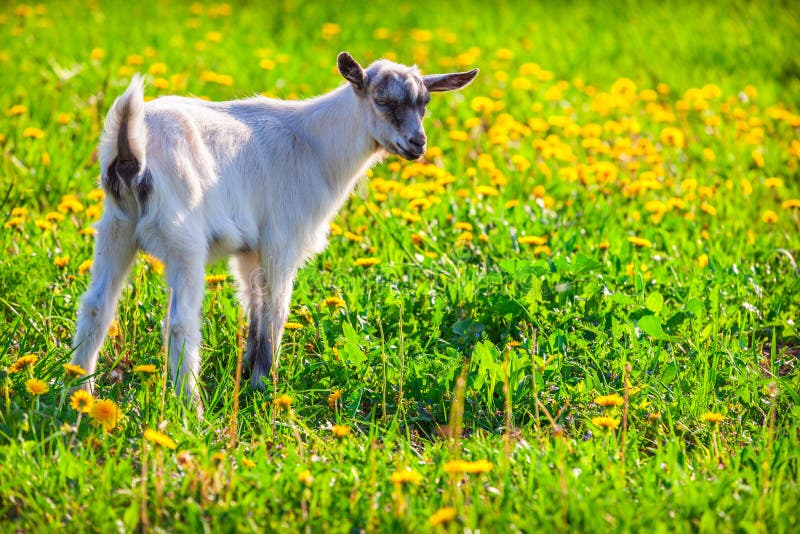 Capra Su Un Prato Inglese Verde Immagine Stock - Immagine di verde ...
