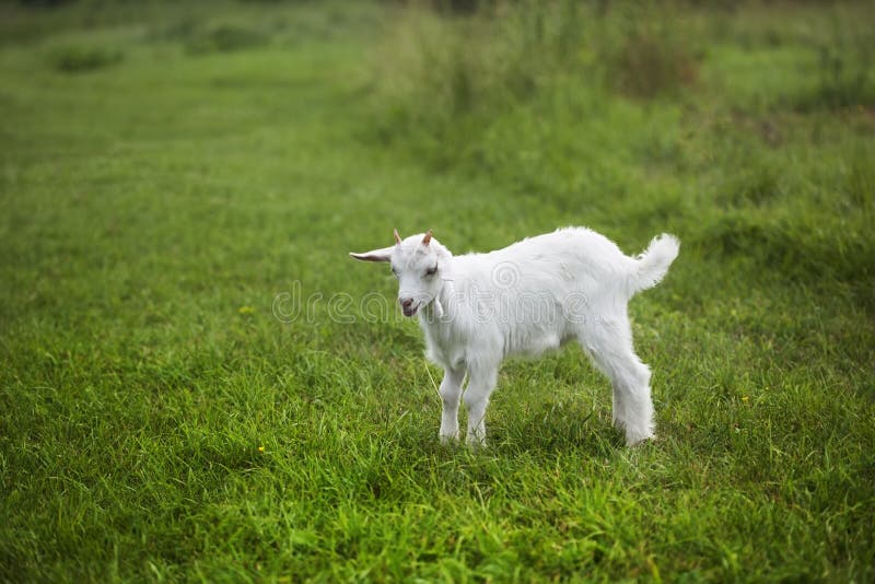 Capra Su Un Prato Inglese Verde Immagine Stock - Immagine di verde ...