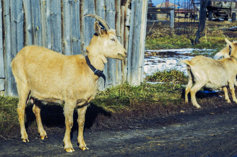 Capre fotografia stock. Immagine di carino, mangi, erba - 103212816
