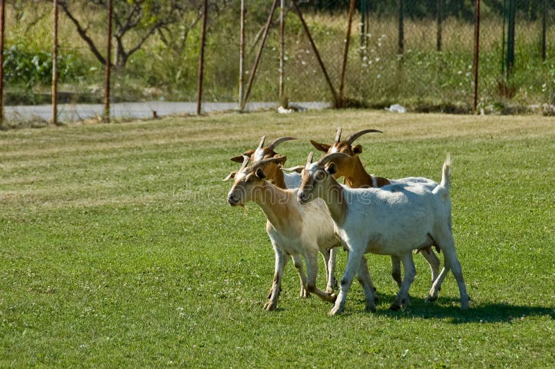 Capre fotografia stock. Immagine di natura, pecore, selva - 10472472