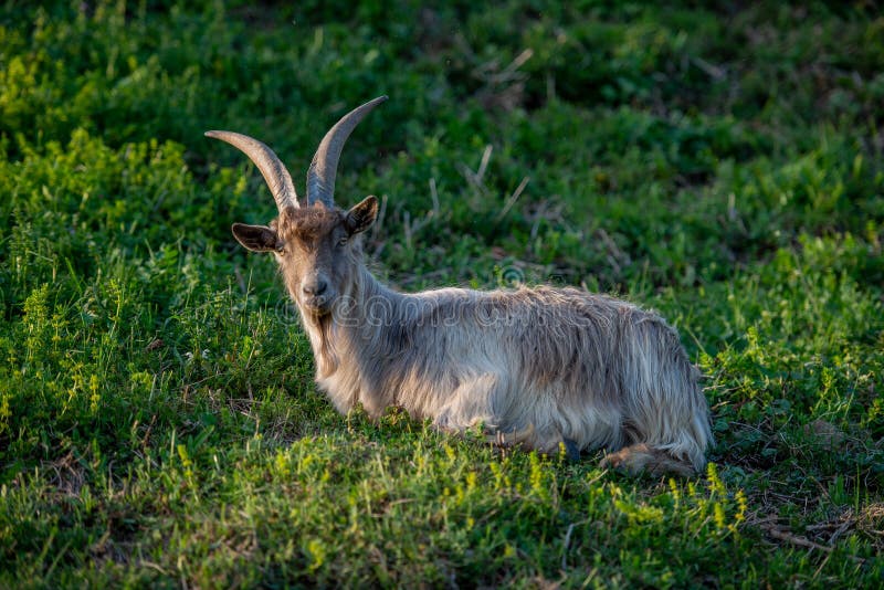 Capre fotografia stock. Immagine di collina, bianco - 115056586