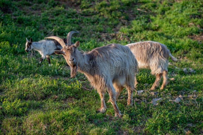 Capre immagine stock. Immagine di erba, rurale, cielo - 115056611