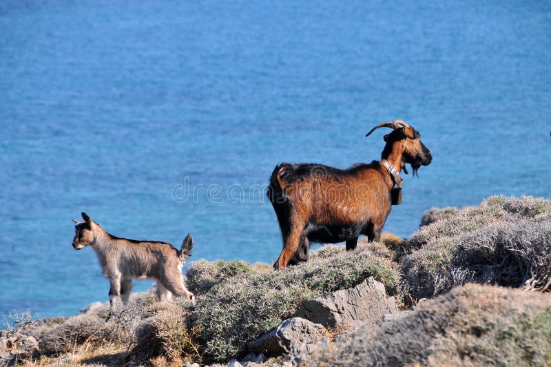 Capre di montagna immagine stock. Immagine di trio, grecia - 1091729