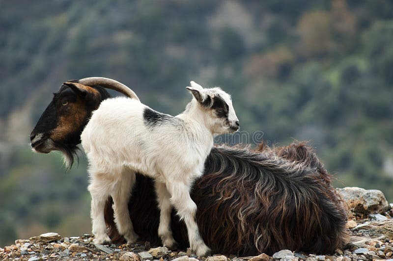 Capre fotografia stock. Immagine di grecia, animale, mare - 22428712