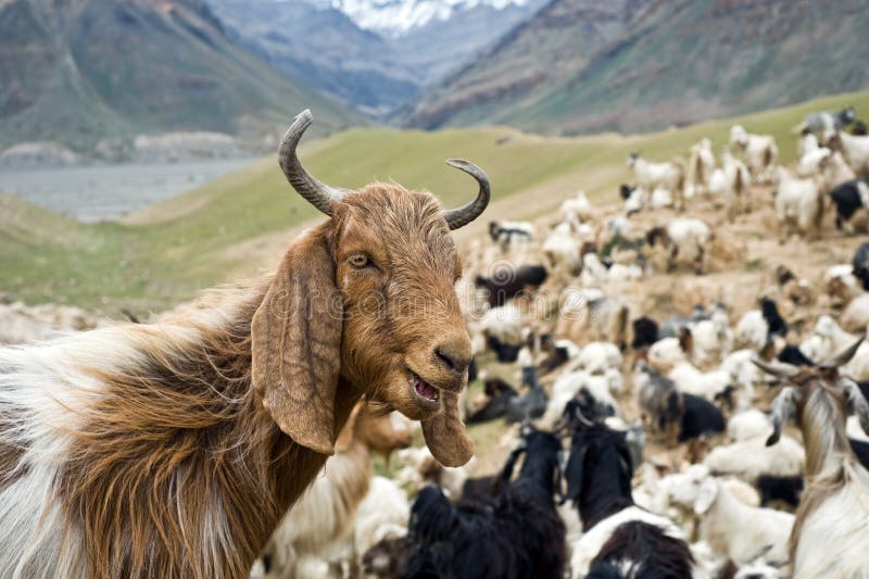Capre fotografia stock. Immagine di tropicale, seduta - 27462040