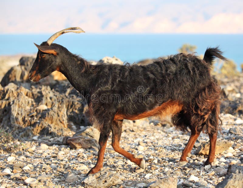 Capre fotografia stock. Immagine di bestiame, pelliccia - 30825264