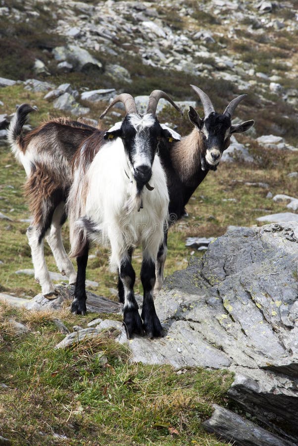 Capre immagine stock. Immagine di agricoltura, pascolo - 37417147