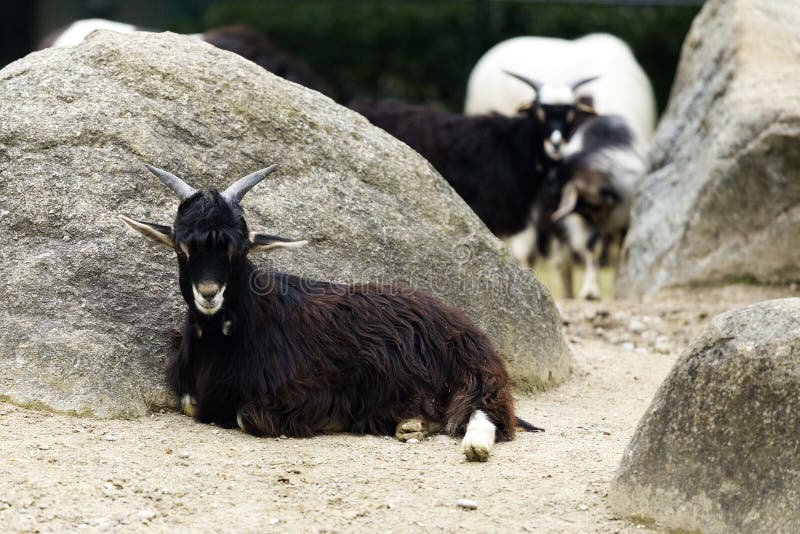 Capre immagine stock. Immagine di capre, capra, carne - 49333265
