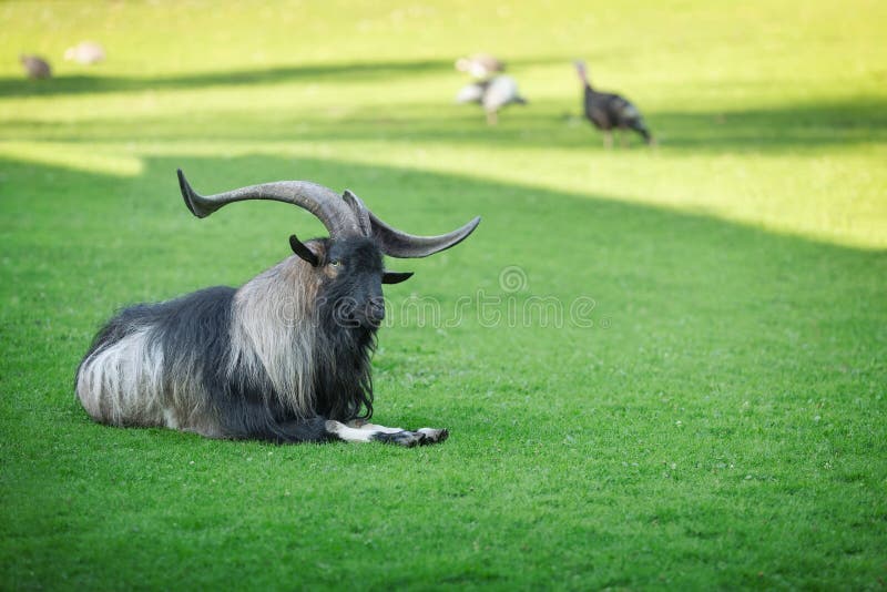 Capre fotografia stock. Immagine di pascolo, campo, folla - 77811564