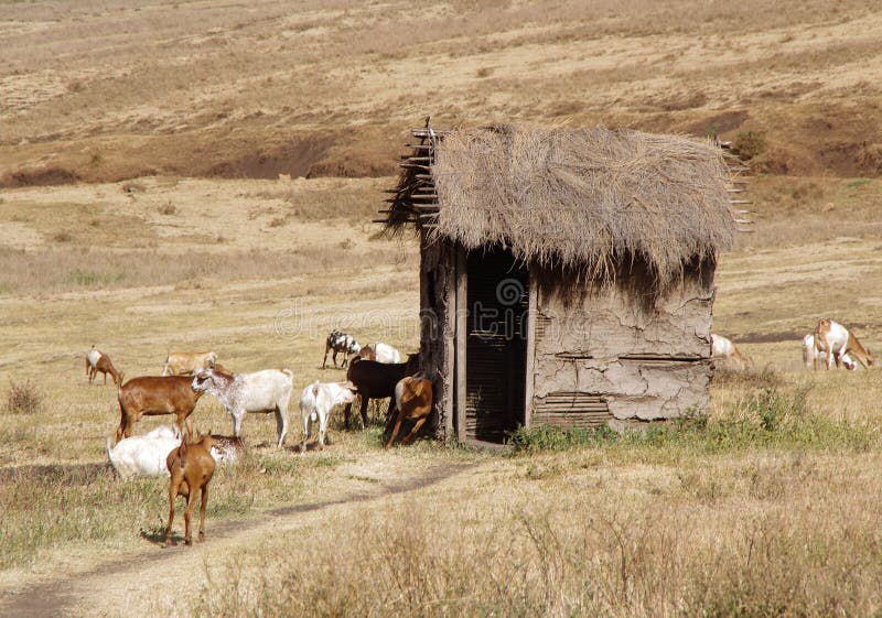Capre Africane Sullo Sguardo Divertente Fissare Dell'azienda Agricola ...