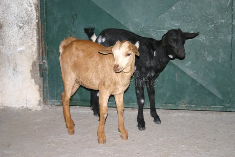 Capre Africane Sullo Sguardo Divertente Fissare Dell'azienda Agricola ...