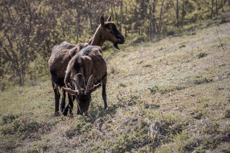 Capre alpine sul pascolo immagine stock. Immagine di corno - 145424007