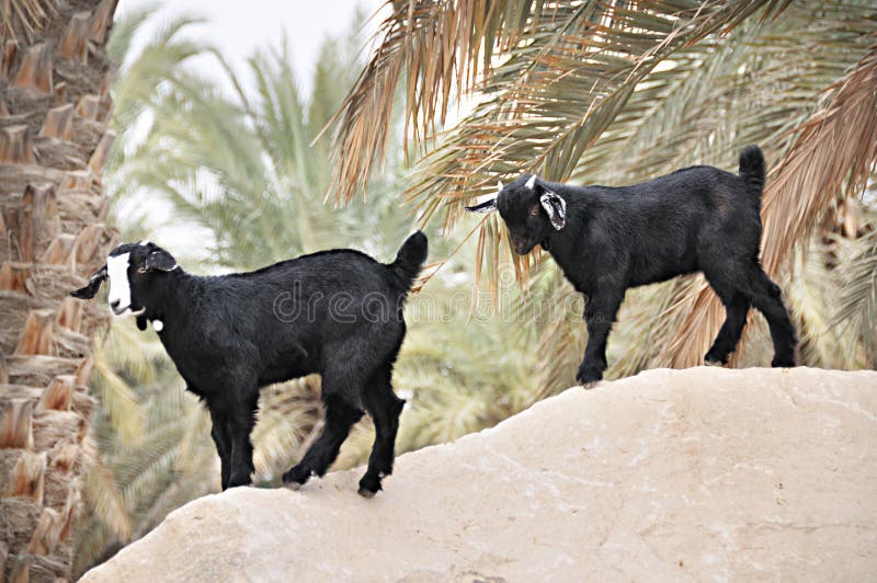 Capre Arabe Vicino Dalla Palma Immagine Stock - Immagine di asiatico ...