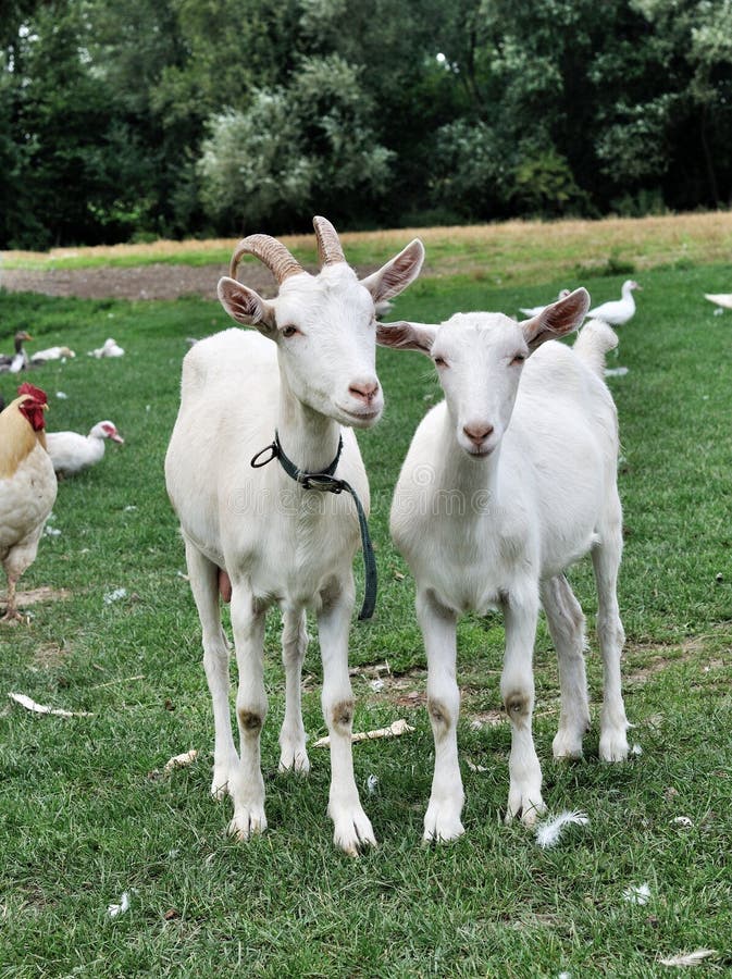 Capre bianche fotografia stock. Immagine di capre, pasqua - 36297646
