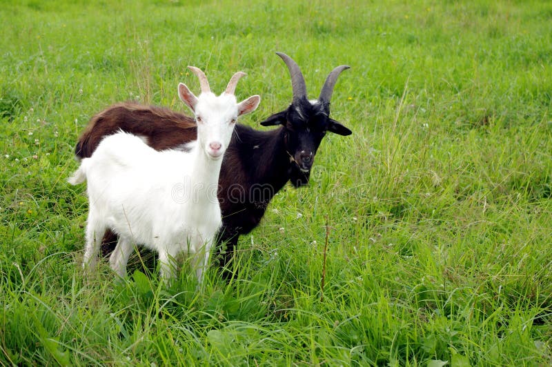 Capre bianche e nere fotografia stock. Immagine di nave - 20429170