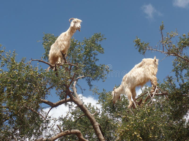 Capre Bianche In Un Albero Del Argan Immagine Stock - Immagine di campo ...