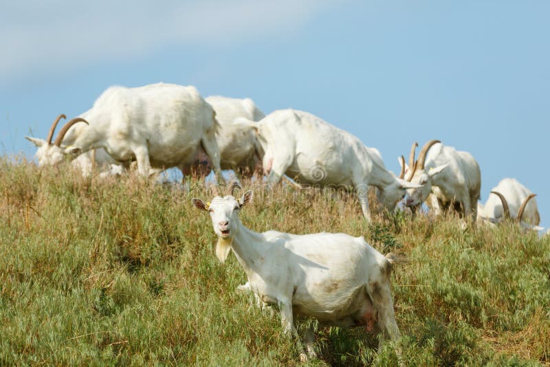 Capre Da Latte Che Si Alimentano Un Pascolo Immagine Stock - Immagine ...