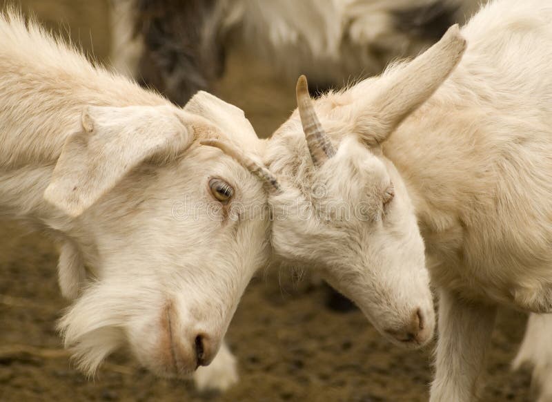 Capre che combattono immagine stock. Immagine di amore - 6199005