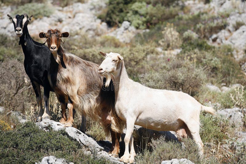 Capre di montagna immagine stock. Immagine di capra, agricoltura - 1091729