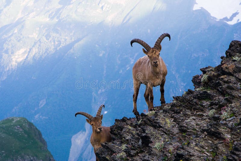Capre di montagna fotografia stock. Immagine di nave - 28352144