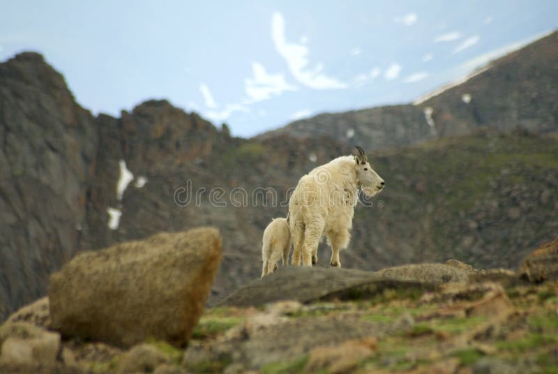 Capre di montagna fotografia stock. Immagine di bianco - 7413954
