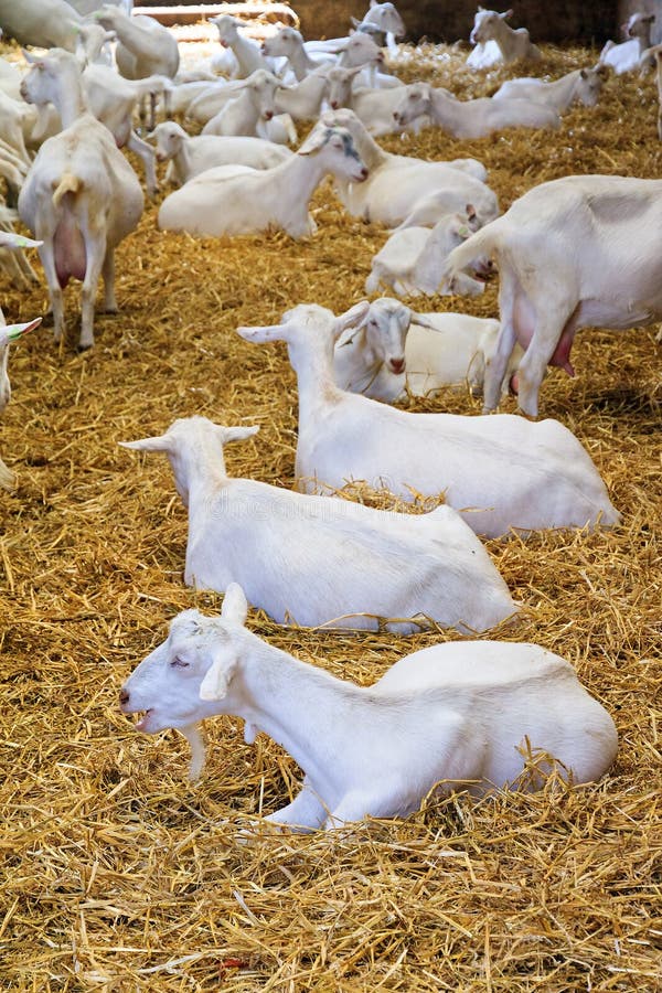 Capre Di Saanen Dell'olandese Immagine Stock - Immagine di bianco ...