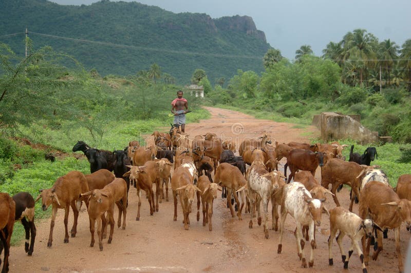 Capre indiane fotografia editoriale. Immagine di maschio - 32159552