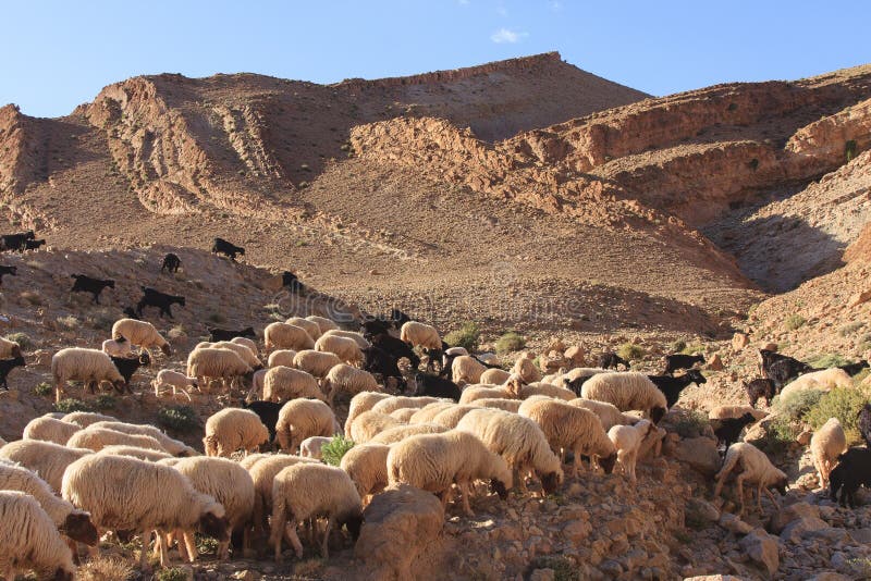 Capre in Montagna Di Atlante Immagine Stock - Immagine di asciutto ...