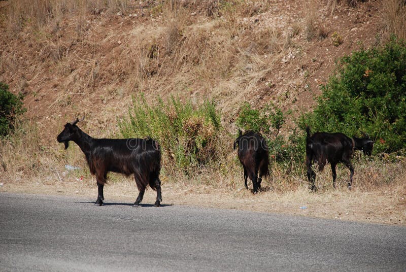 Capre Nere Sul Pendio Di Collina Roccioso Immagine Stock - Immagine di ...