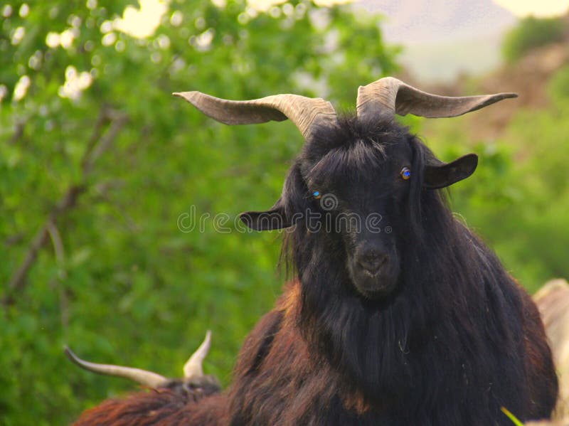 Capre Nere Che Si Alimentano Accanto Ad Un Recinto Fotografia Stock ...