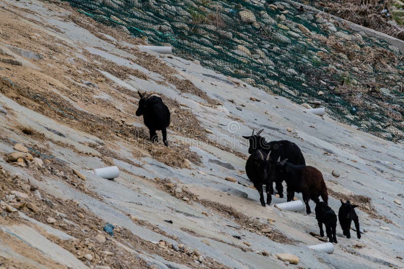 Capre Nere Sul Pendio Di Collina Roccioso Fotografia Stock - Immagine ...