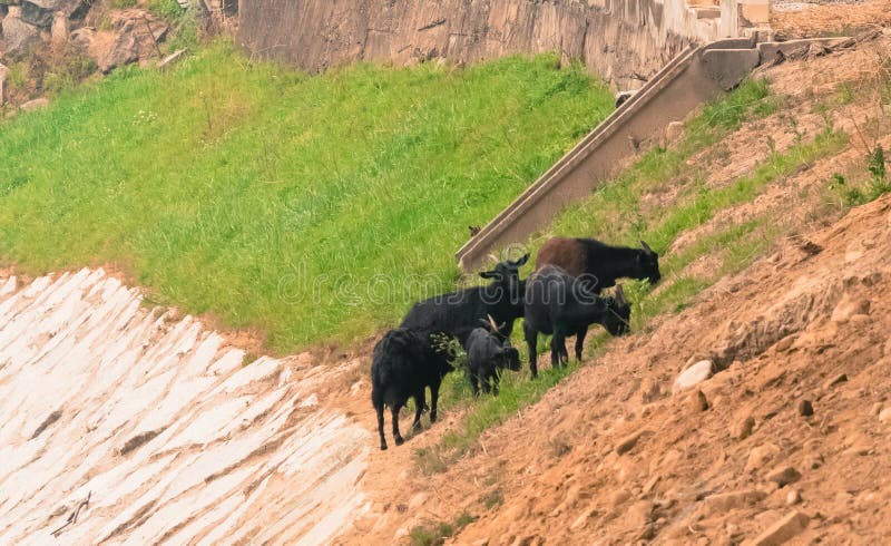 Capre Nere Sul Pendio Di Collina Roccioso Fotografia Stock - Immagine ...