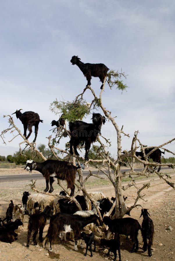 Capre Nere In Un Albero Del Argan Fotografia Stock - Immagine di nero ...