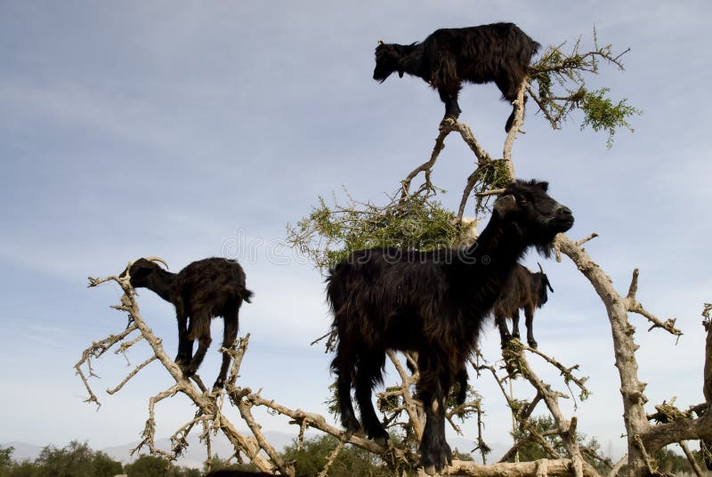 Capre Nere in Un Albero Del Argan Immagine Stock - Immagine di strada ...