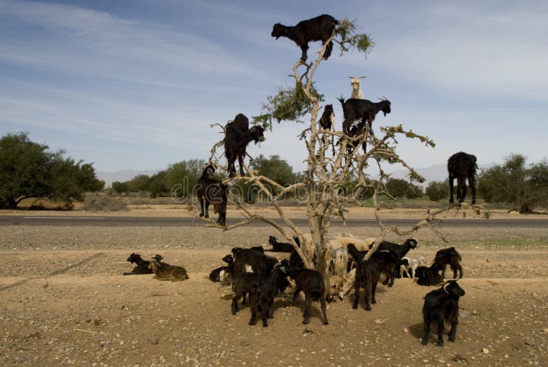Capre Nere in Un Albero Del Argan Fotografia Stock - Immagine di albero ...