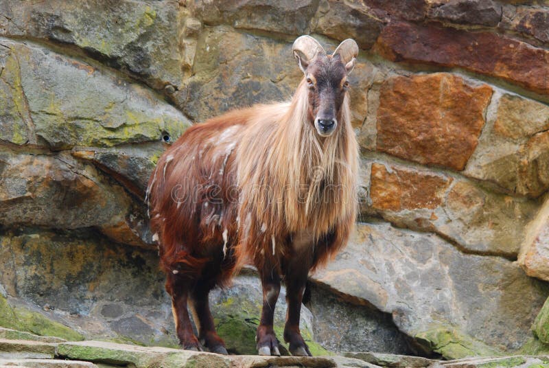 Capre selvagge fotografia stock. Immagine di alpe, ascensione - 50432466