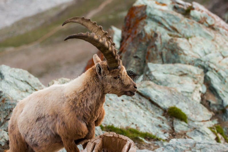 Capra Di Montagna Selvaggia In Alpi. Immagine Stock - Immagine di ...