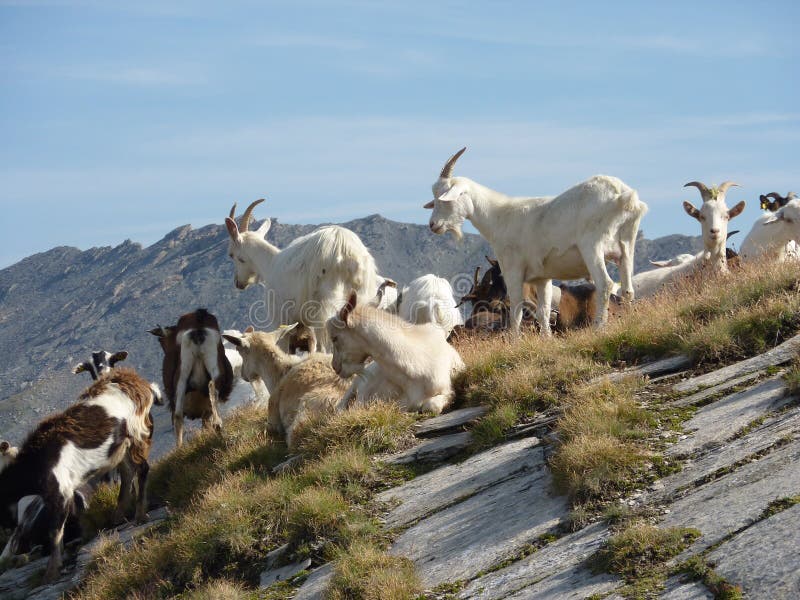 Capre su un picco roccioso immagine stock. Immagine di campo - 58057641