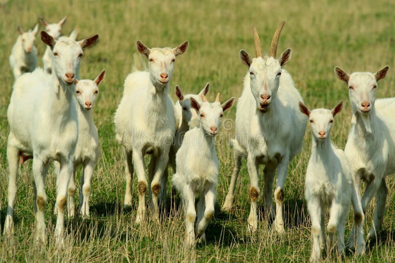 Capre fotografia stock. Immagine di pascolo, campo, folla - 77811564