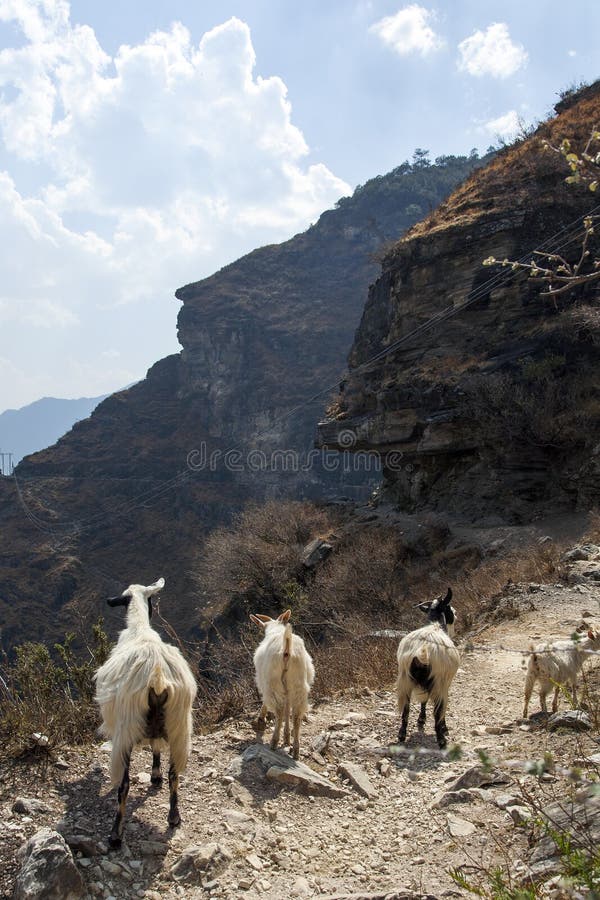 Capre Sul Percorso Della Montagna Immagine Stock - Immagine di roccie ...