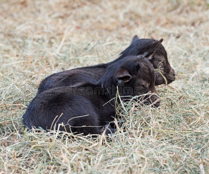 Capre tibetane immagine stock. Immagine di tibetano, cucciolo - 20728991