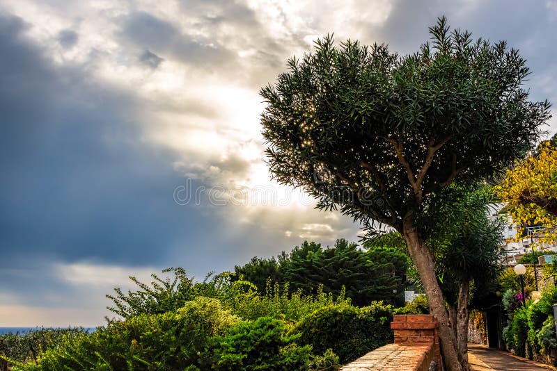 Capri Island Sunset Behind a Tree with Scattered Clouds Stock Image ...