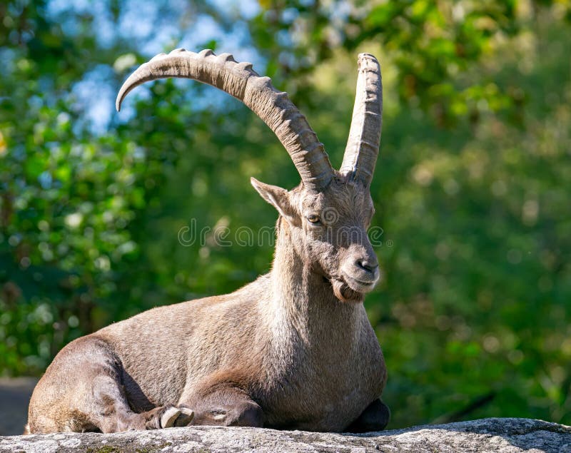 Capricorn lying on a rock stock photo. Image of horn - 128064664