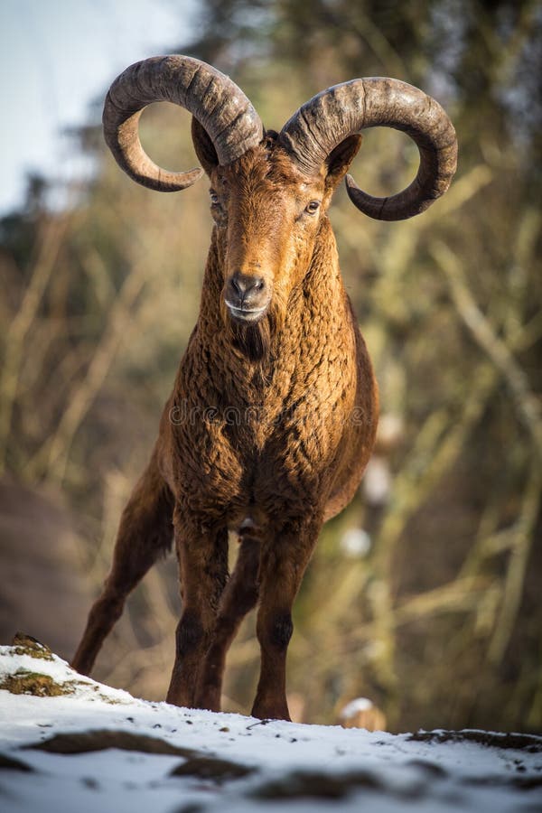 Capricorn stock photo. Image of bighorn, animal, triglav - 37467574