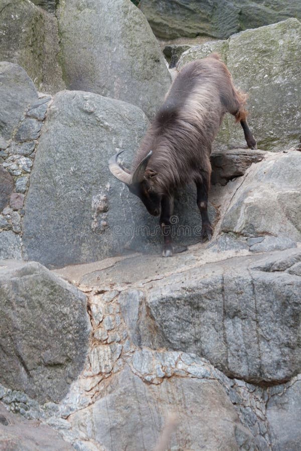 Caprid stock image. Image of gregarious, antelope, rupicapra - 16148387