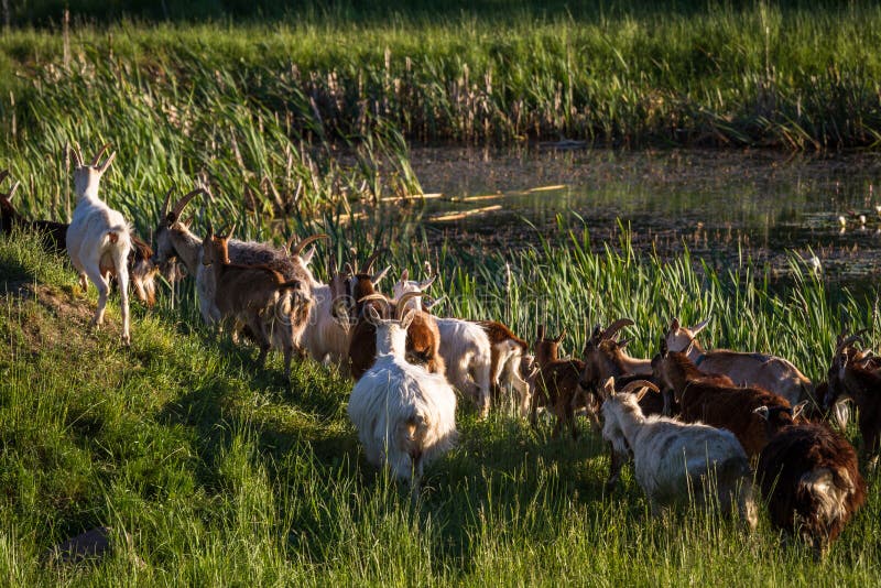 Caprine stock image. Image of food, animals, mammals - 50034807